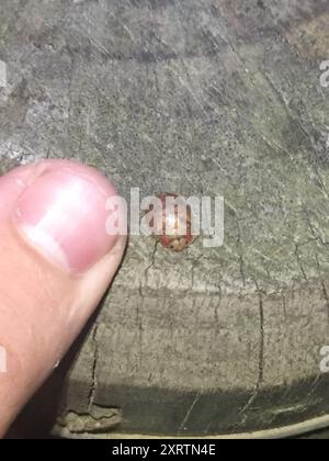 Eucalyptus Tortoise Beetle (Paropsis charybdis) Insecta Stock Photo - Alamy