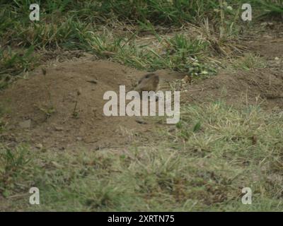 Tuco-tucos (Ctenomys) Mammalia Stock Photo - Alamy