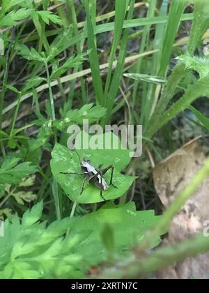 Shieldback Katydids (Tettigoniinae) Insecta Stock Photo - Alamy