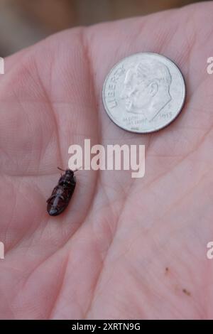 Water, Rove, Scarab, Long-horned, Leaf, and Snout Beetles (Polyphaga ...