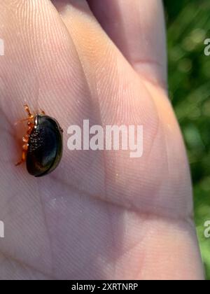 Bronze Beetle (Chrysolina bankii) Insecta Stock Photo - Alamy