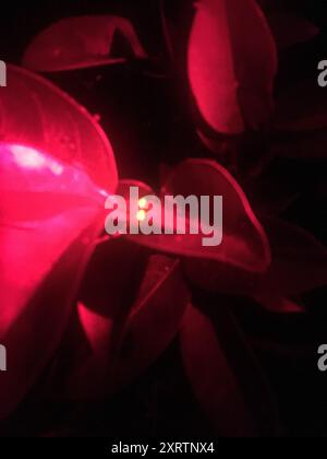 Headlight Beetles (Pyrophorini) Insecta Stock Photo - Alamy