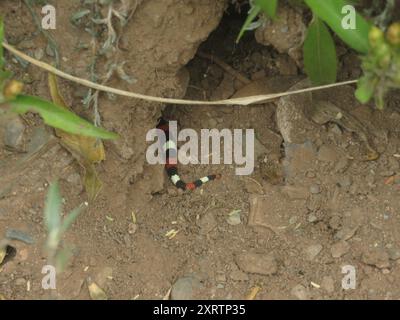 Banded Hognose Snake (Xenodon pulcher) Reptilia Stock Photo - Alamy