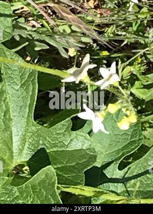 coastal manroot (Marah oregana) Plantae Stock Photo - Alamy