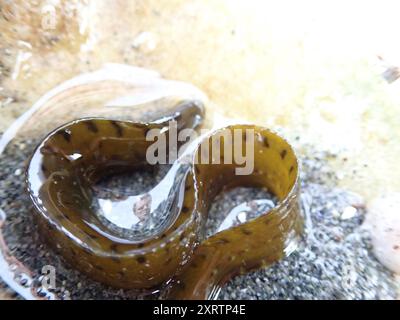 Penpoint Gunnel (Apodichthys flavidus) Actinopterygii Stock Photo - Alamy