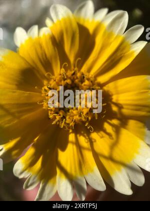 Tidytips (Layia) Plantae Stock Photo - Alamy