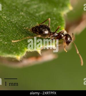 American Winter Ant (Prenolepis imparis) Insecta Stock Photo - Alamy