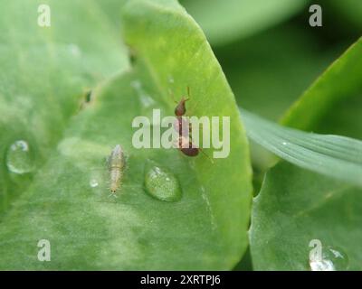Mustache and Pygmy Snapping Ants (Strumigenys) Insecta Stock Photo - Alamy