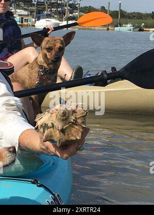 Knobbed Whelk (Busycon carica) Mollusca Stock Photo - Alamy