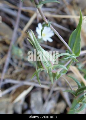 California chicory (Rafinesquia californica), Plantae, Bel Air, Los ...