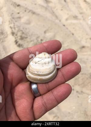 Atlantic Rangia (Rangia cuneata) Mollusca Stock Photo - Alamy