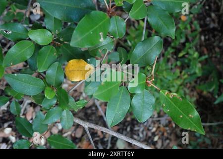 Lesser Lavender Croton (Croton pseudopulchellus) Plantae Stock Photo ...
