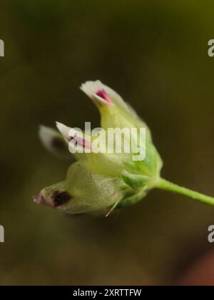 purple sack clover (Trifolium depauperatum truncatum) Plantae Stock ...