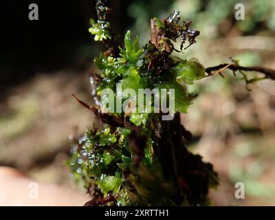 Sharpleaf Hookeria Moss (Hookeria acutifolia) Plantae Stock Photo - Alamy