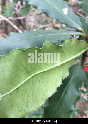 Chinese Photinia (Photinia serratifolia) Plantae Stock Photo - Alamy