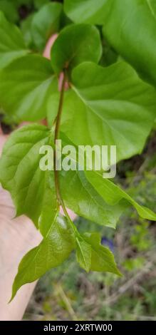 Sycamore-leaf Snowbell (Styrax platanifolius) Plantae Stock Photo - Alamy