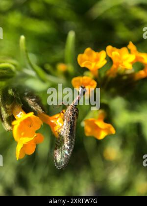 Common Snakeflies (Agulla) Insecta Stock Photo - Alamy