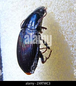 (Pterostichus sculptus) Insecta Stock Photo - Alamy