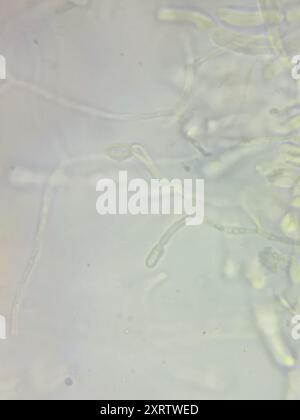 (Guepiniopsis buccina) Fungi Stock Photo - Alamy