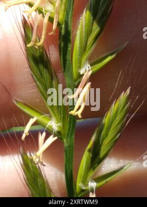 Italian Ryegrass (Lolium multiflorum) Plantae Stock Photo - Alamy