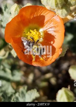 Globemallow chimney bees (Diadasia diminuta) Insecta Stock Photo - Alamy
