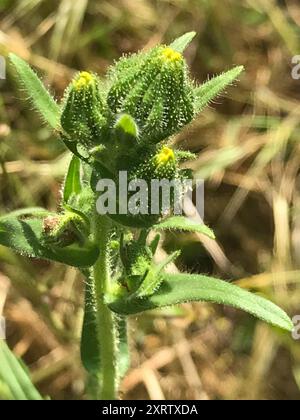 grassy tarweed (Madia gracilis) Plantae Stock Photo - Alamy