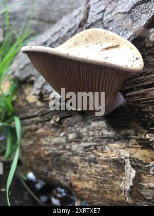 Lilac oysterling (Panus conchatus) Fungi Stock Photo - Alamy