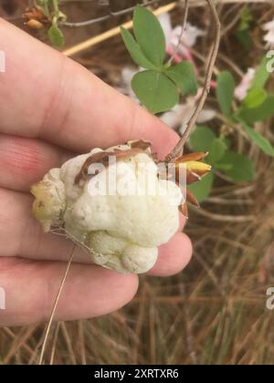 Rhododendron Leaf Gall (Exobasidium rhododendri) Fungi Stock Photo - Alamy