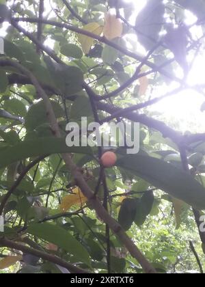Monkey Jack (Artocarpus lacucha) Plantae Stock Photo - Alamy