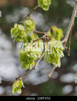 American elm (Ulmus americana) Plantae Stock Photo - Alamy