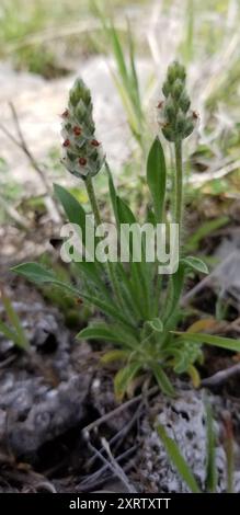 Heller's Plantain (Plantago helleri) Plantae Stock Photo - Alamy