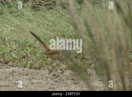 Short-billed Canastero (Asthenes baeri), Aves, Franquia, Departamento ...