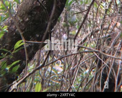 Azure-crowned Hummingbird (Saucerottia cyanocephala) Aves Stock Photo ...