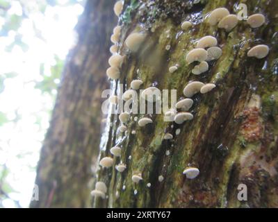 (Chaetocalathus cocciformis) Fungi Stock Photo - Alamy