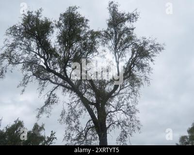 Common White Quebracho (Aspidosperma quebracho-blanco) Plantae Stock ...