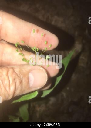 variable witchgrass (Dichanthelium commutatum) Plantae Stock Photo - Alamy