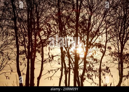 Sunrise behind frost edged trees and branches seen in silhouette Stock ...