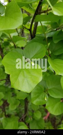 Sycamore-leaf Snowbell (Styrax platanifolius) Plantae Stock Photo - Alamy
