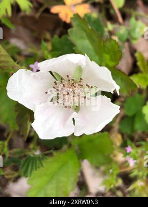southern dewberry (Rubus trivialis) Plantae Stock Photo - Alamy