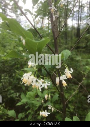 American Snowbell (Styrax americanus) Plantae Stock Photo - Alamy