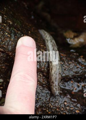 Changeable Mantleslug (Megapallifera mutabilis) Mollusca Stock Photo ...