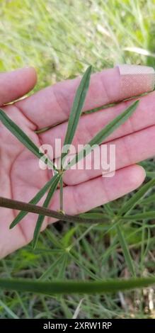 Narrowleaf Indian breadroot (Pediomelum linearifolium) Plantae Stock ...