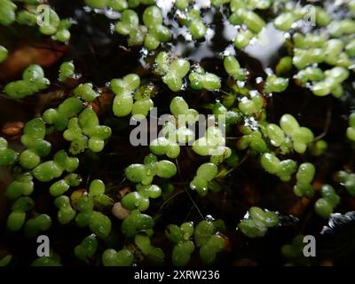 turion duckweed (Lemna turionifera) Plantae Stock Photo - Alamy