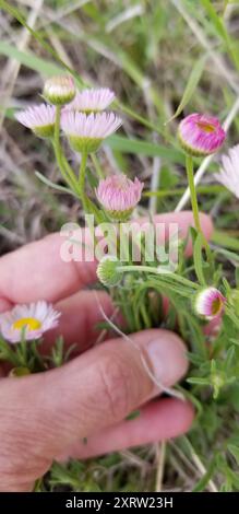 Plains fleabane (Erigeron modestus) Plantae Stock Photo - Alamy