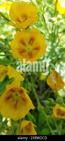 Yellow Flax (Linum rigidum) Plantae Stock Photo - Alamy