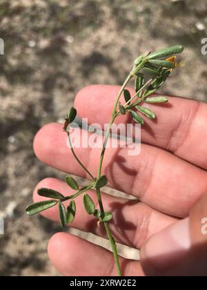 strigose lotus (Acmispon strigosus), Plantae, Fort Ord National ...