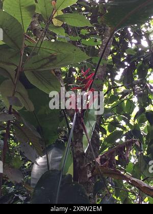 gingers, bananas, and allies (Zingiberales) Plantae Stock Photo - Alamy