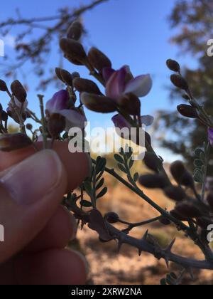desert ironwood (Olneya tesota) Plantae Stock Photo - Alamy