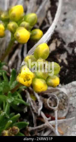 Drabas (Draba) Plantae Stock Photo - Alamy