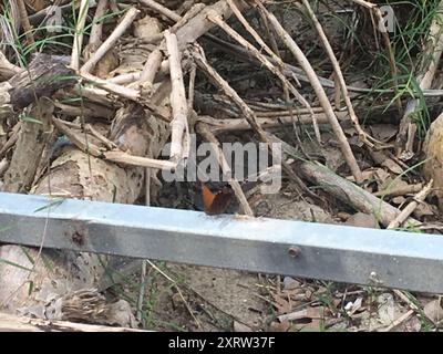Angled Castor (Ariadne ariadne) Insecta Stock Photo - Alamy